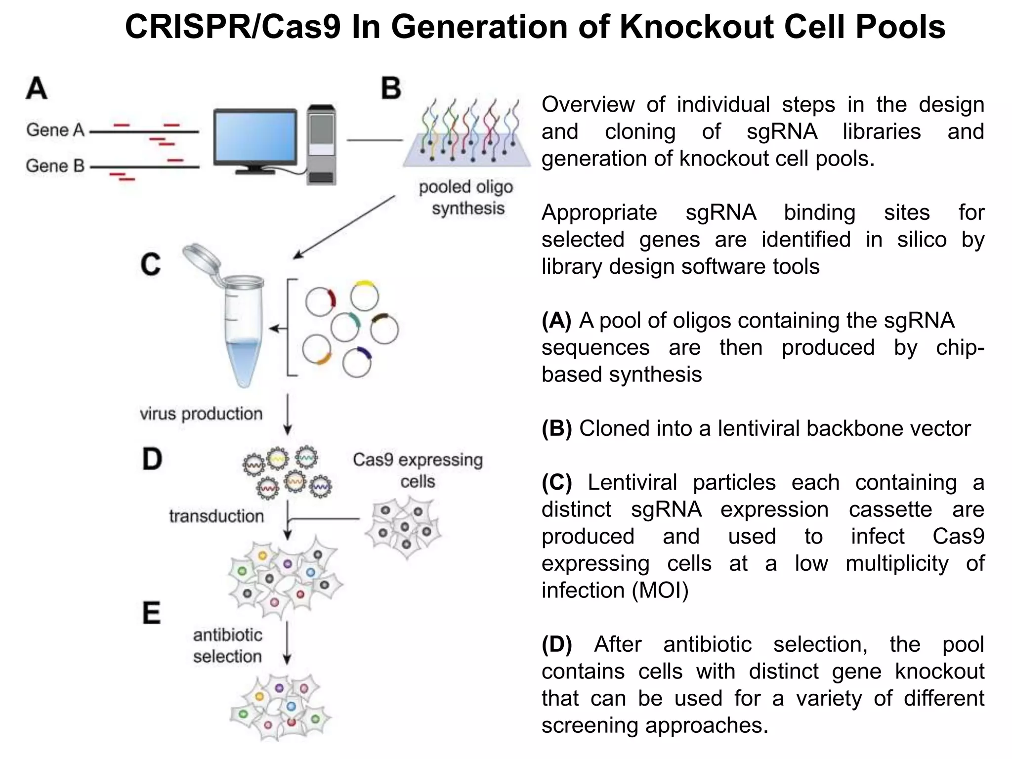 Crispr cas9 | PPTX