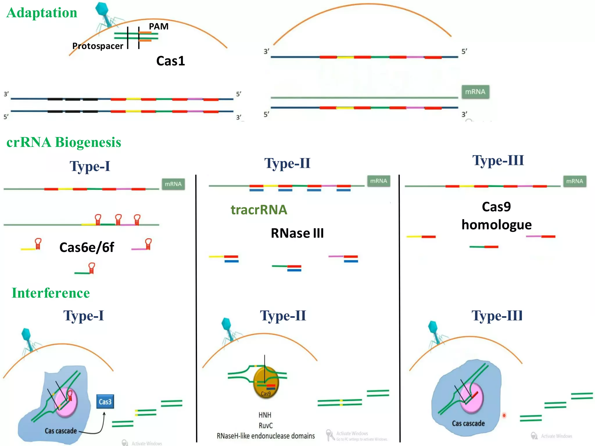 Crispr cas9 | PDF