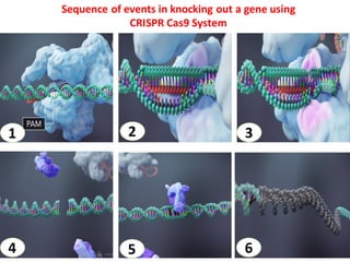 Crispr cas9 | PDF