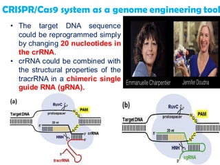 Crispr cas9 | PDF