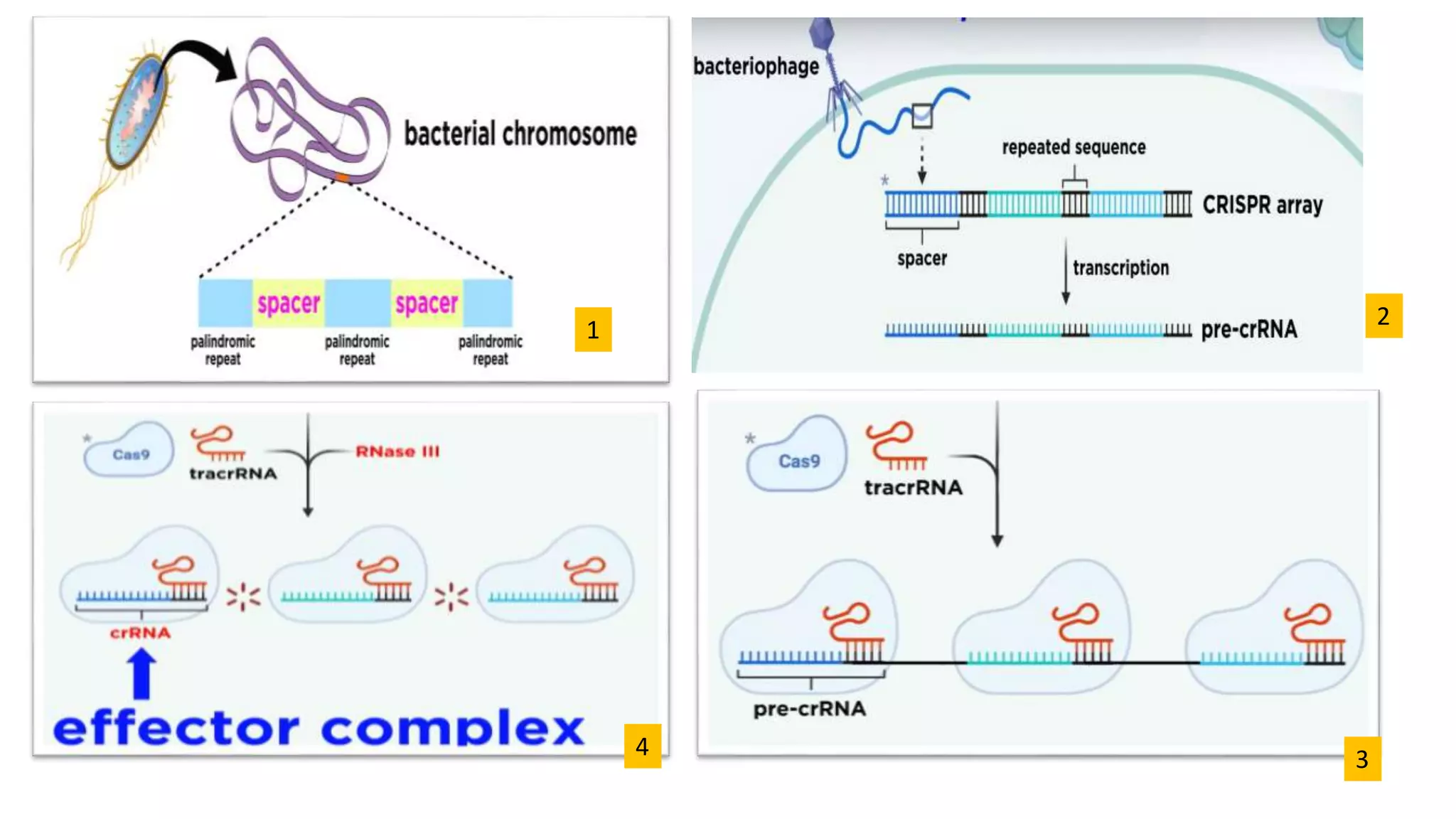 CRISPR CAS9.pptx