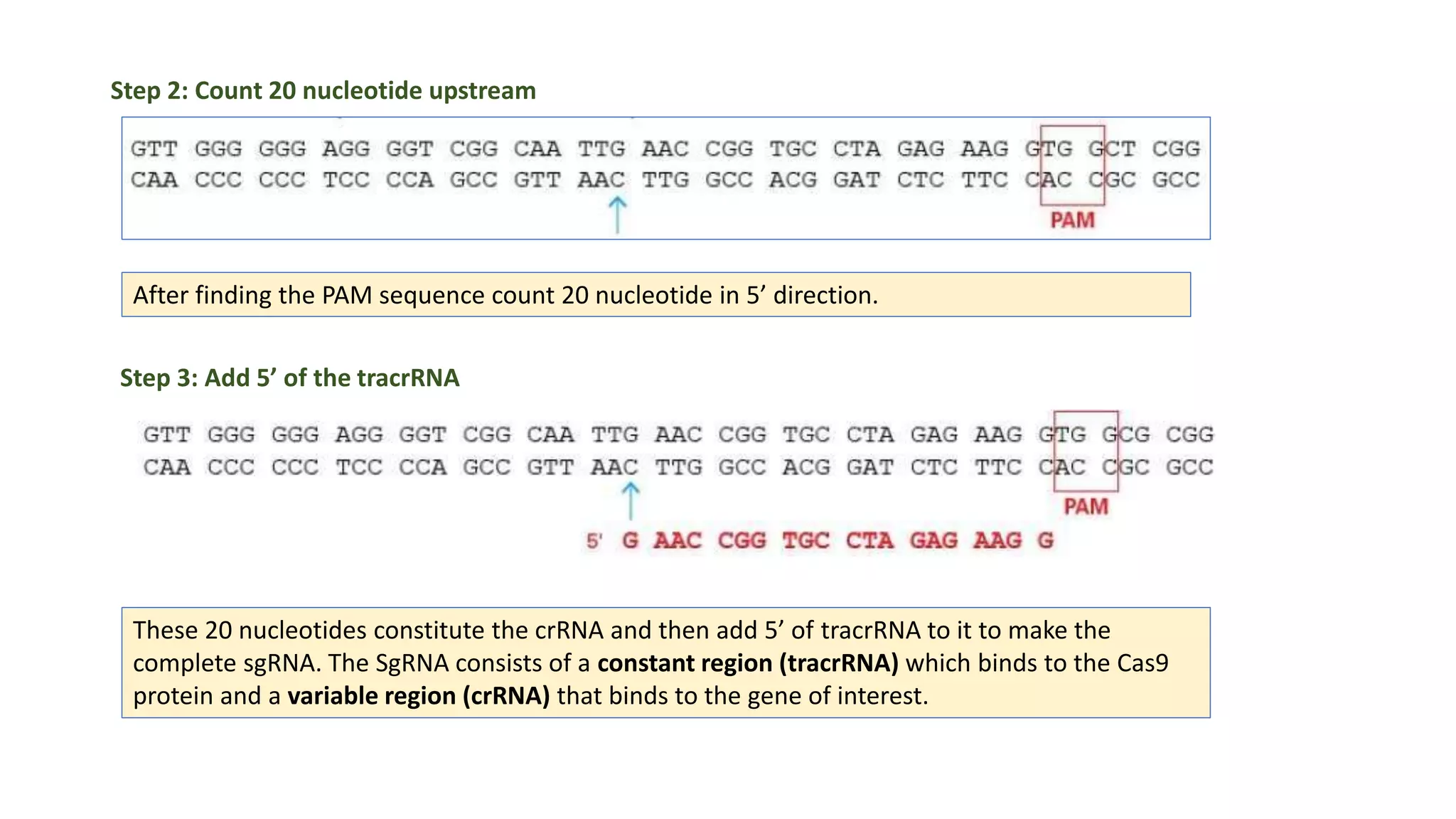 CRISPR CAS9.pptx