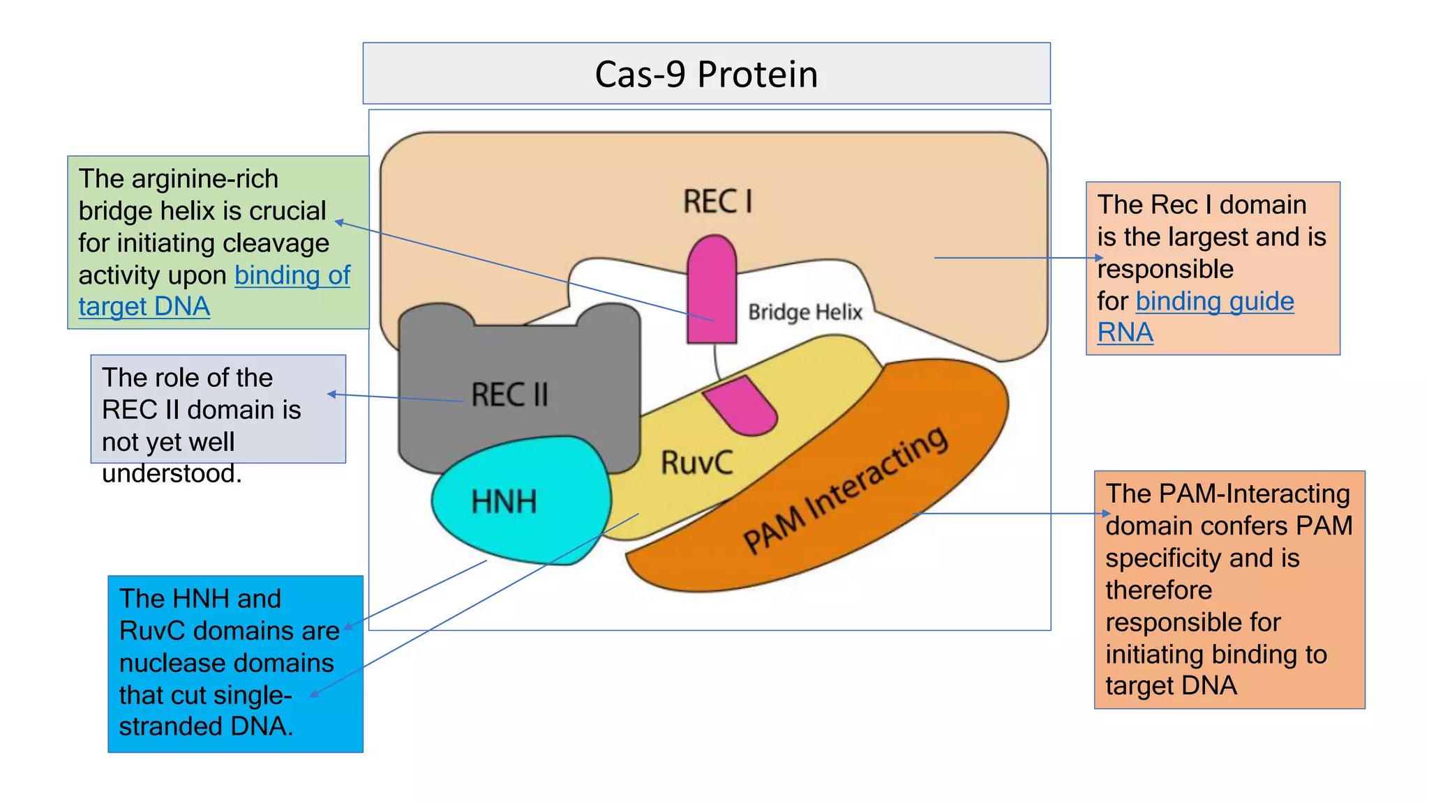 CRISPR CAS9.pptx