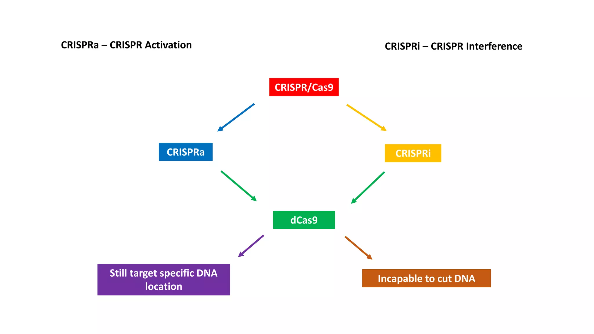 CRISPR Cas 9.pptx