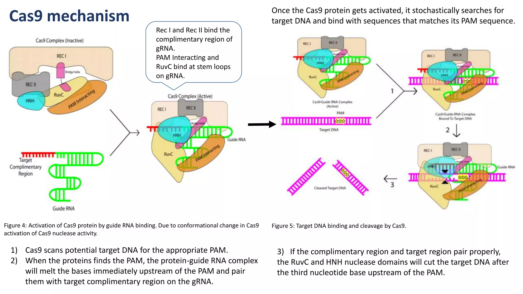 CRISPR Cas 9.pptx