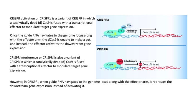 CRISPR Cas 9.pptx | Programming Languages | Computing