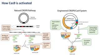CRISPR Cas 9.pptx