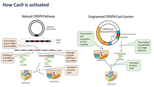 CRISPR Cas 9.pptx | Programming Languages | Computing