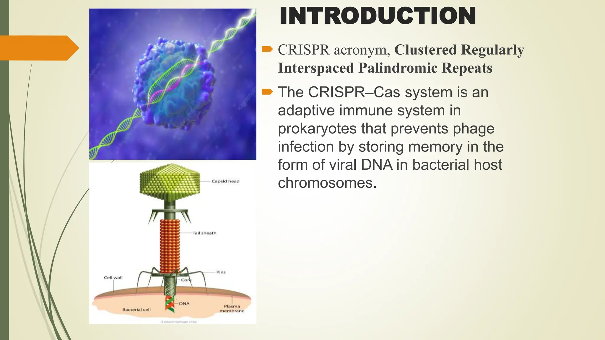 Genome editing tool Crispr Cas 9 in modifying Plant Genome | PPTX