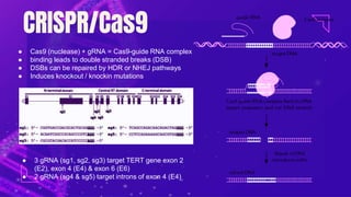 CRISPR cas9 mediated TERT disruption in cancer cells | PPTX