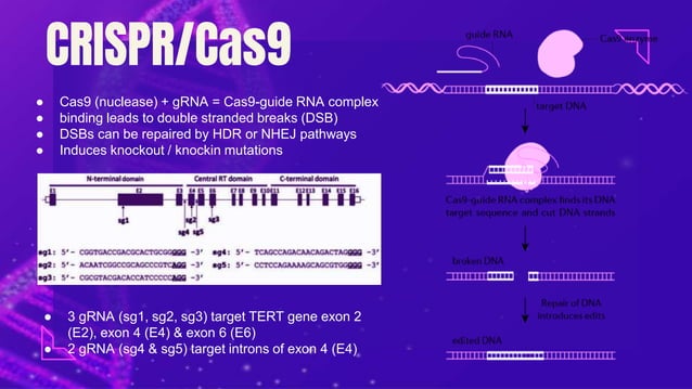 CRISPR cas9 mediated TERT disruption in cancer cells | PPTX