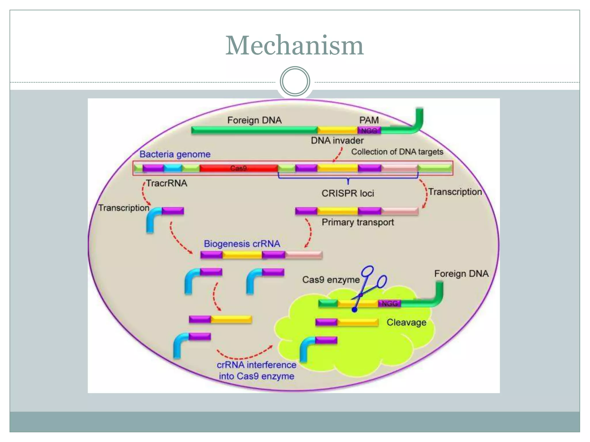 Crispr cas9 ( a overview) | PPTX | Brain and Nervous System Disorders ...