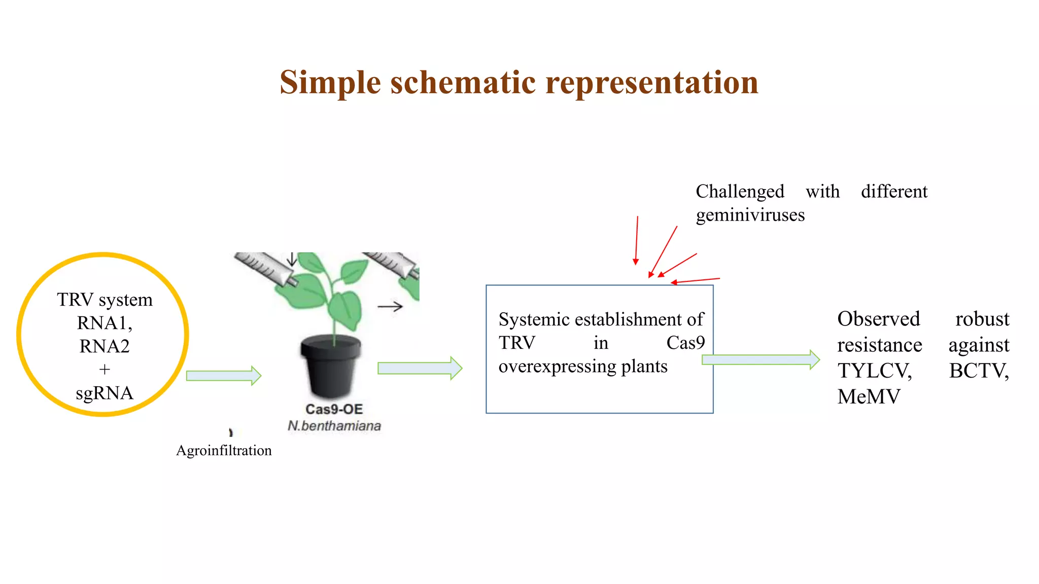 CRISPR Cas9 for geminivirus resistance Mahima.pptx
