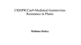 CRISPR Cas9 for geminivirus resistance Mahima.pptx