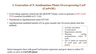 CRISPR Cas9 for geminivirus resistance Mahima.pptx