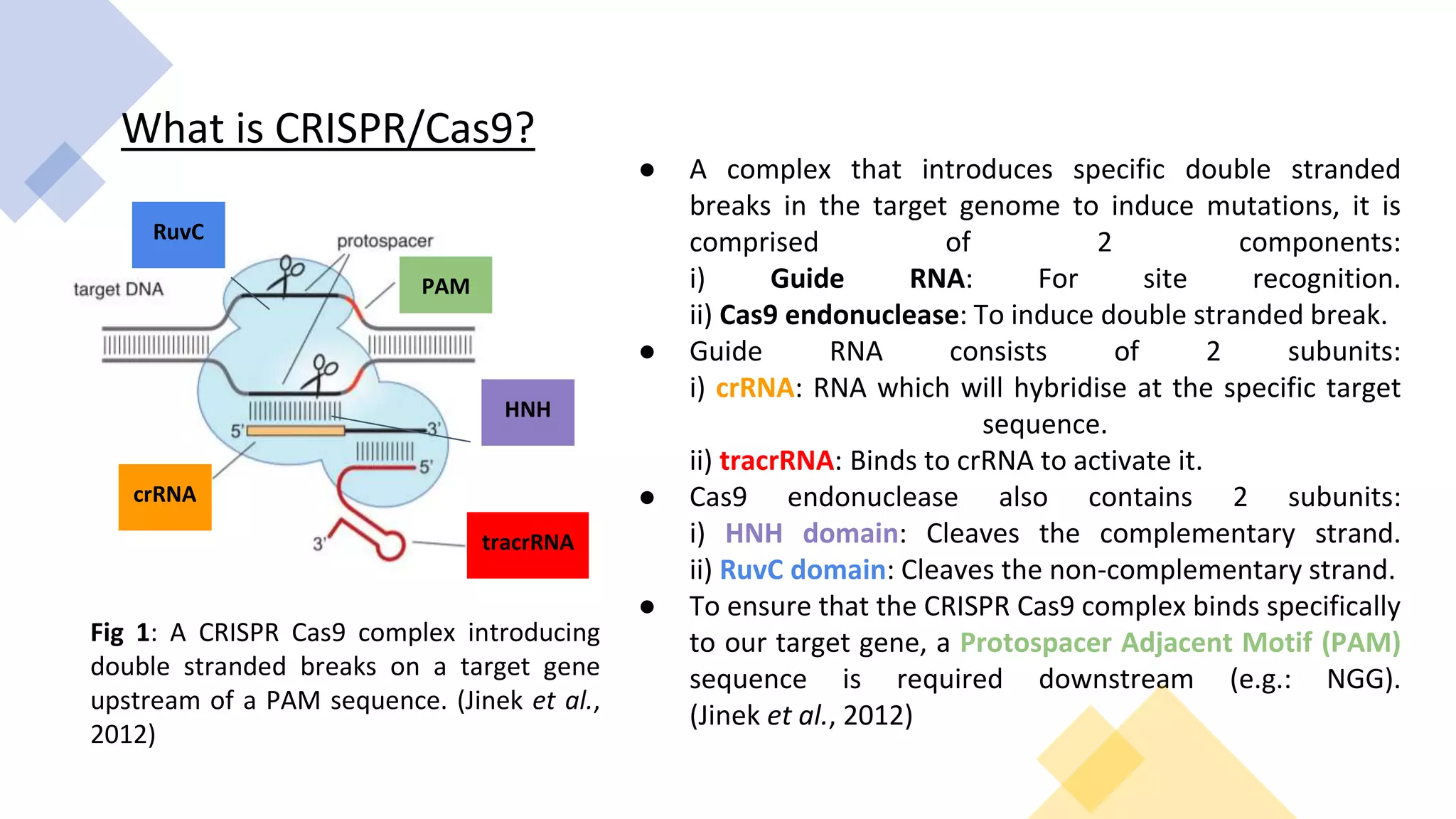 Crispr cas9 in pancreatic cancer | PPT