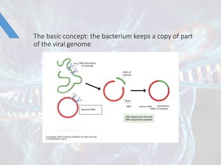 The CRISPR/CAS9 genome editing system and humans | PDF