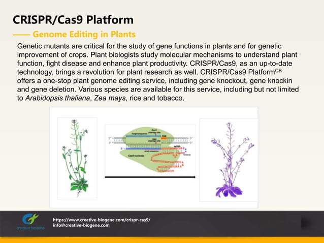 CRISPR/Cas9 Platform | PPTX | Programming Languages | Computing