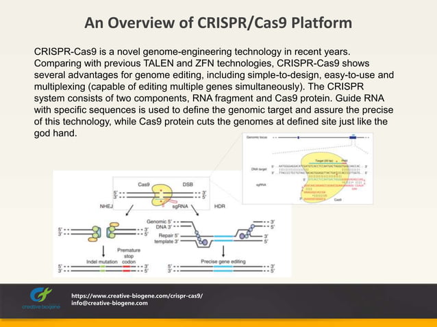 CRISPR/Cas9 Platform | PPTX | Programming Languages | Computing