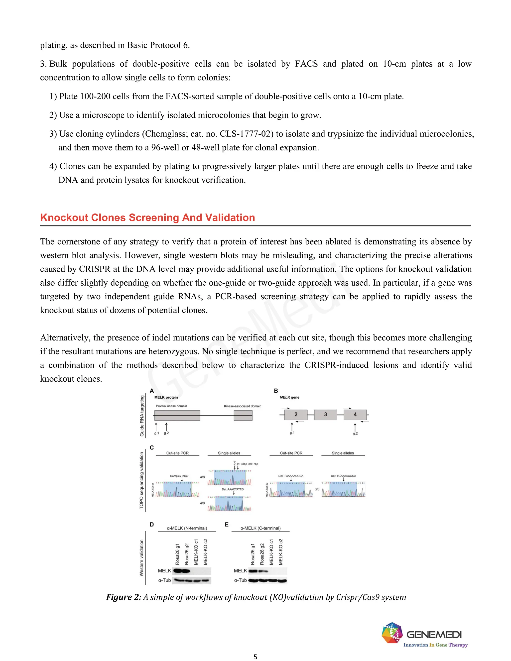 ジェネメディ-Crispr_cas9_Protocol. pdf | PDF