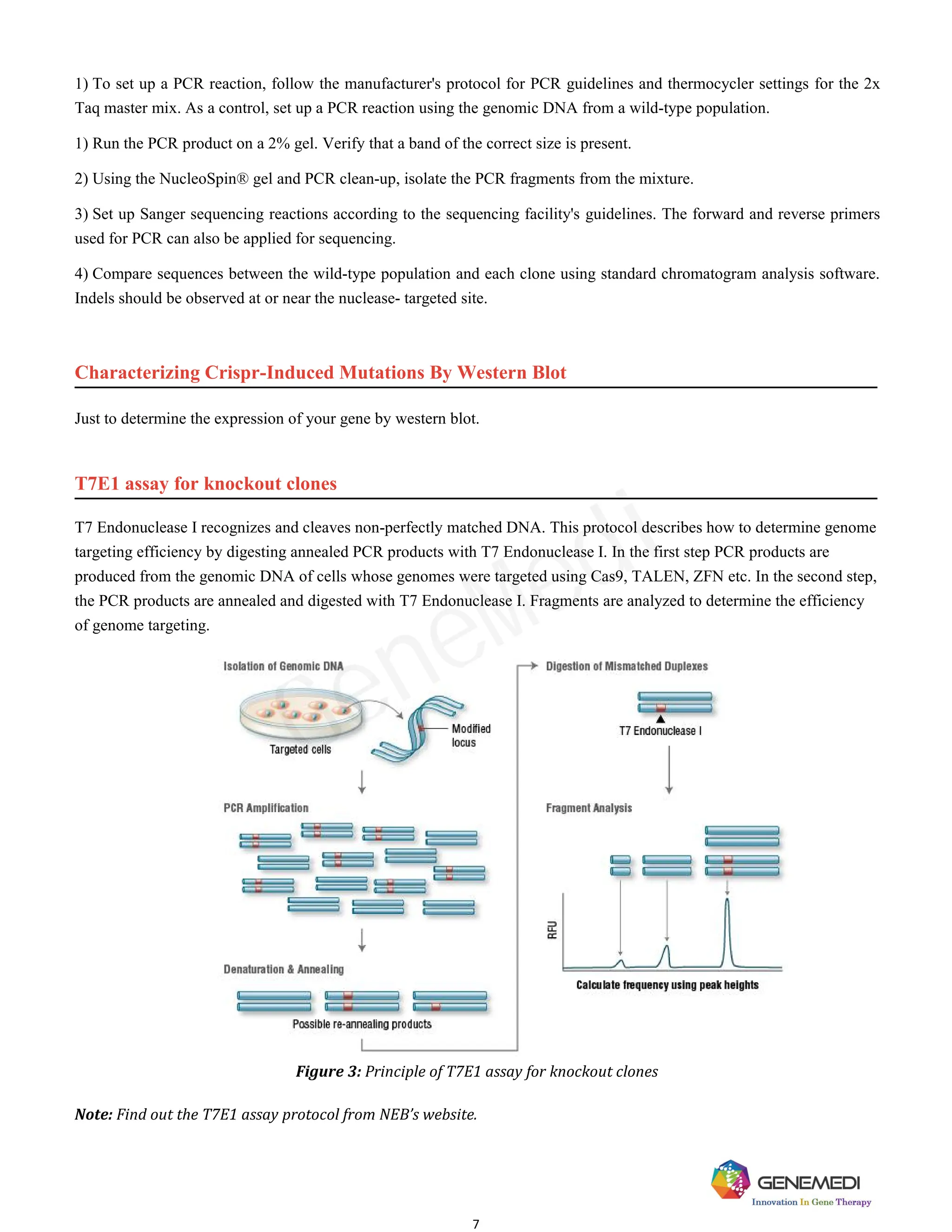 ジェネメディ-Crispr_cas9_Protocol. pdf | PDF