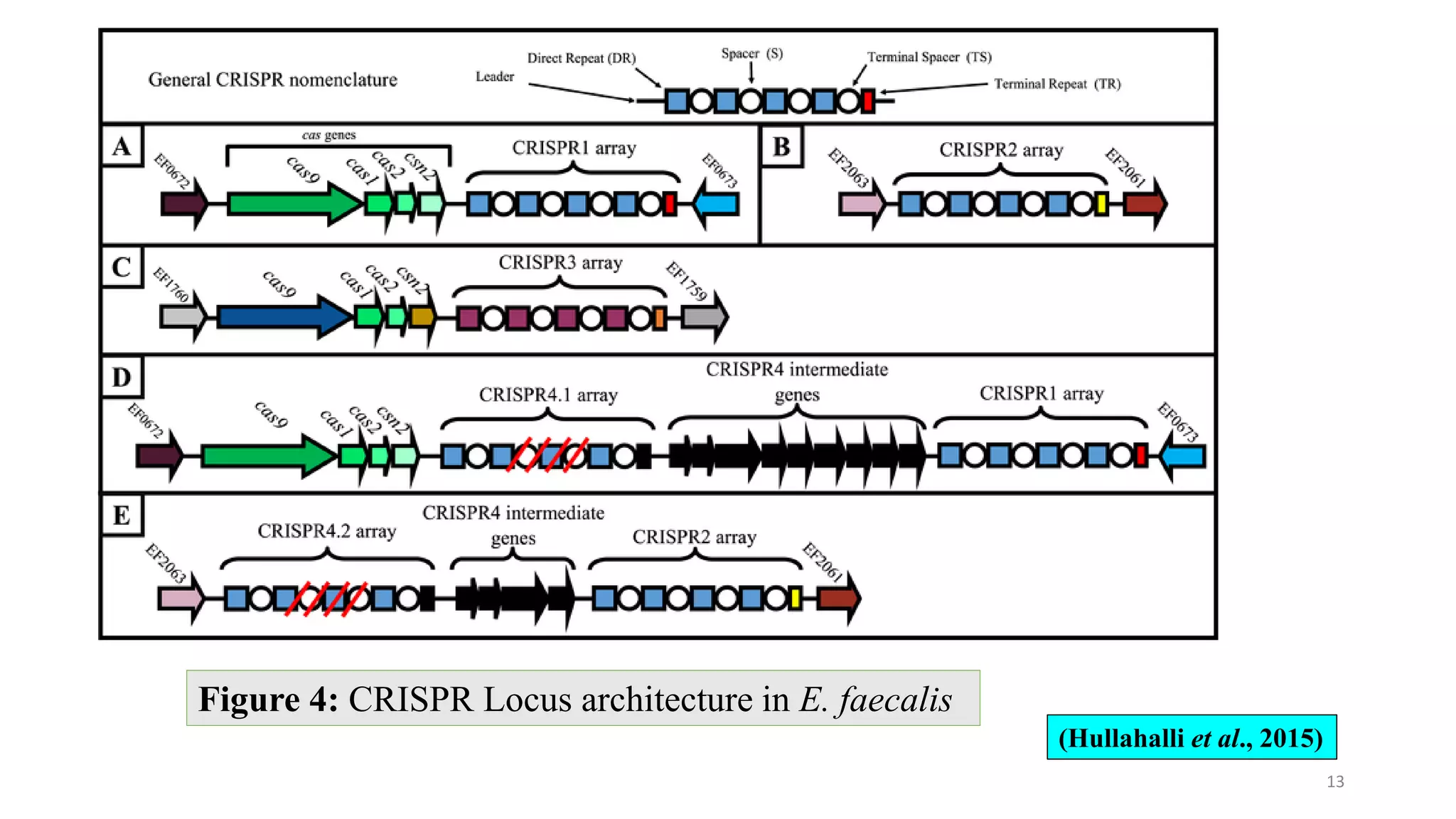CRISPR Cas 9 role in plant disease management.pdf | Programming Languages | Computing