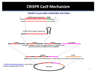 Crispr cas9 scalpels and their application | PPTX | Programming Languages | Computing