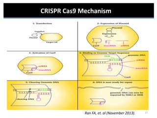 Crispr cas9 scalpels and their application | PPTX | Programming Languages | Computing