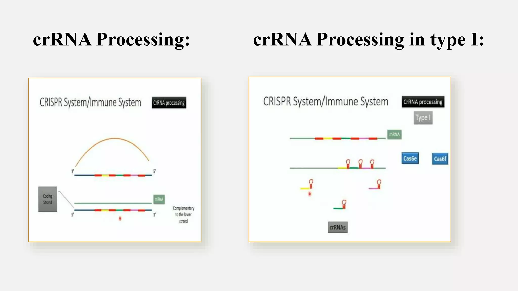 CRISPR Cas 9 TECHNOLOGY | PPTX