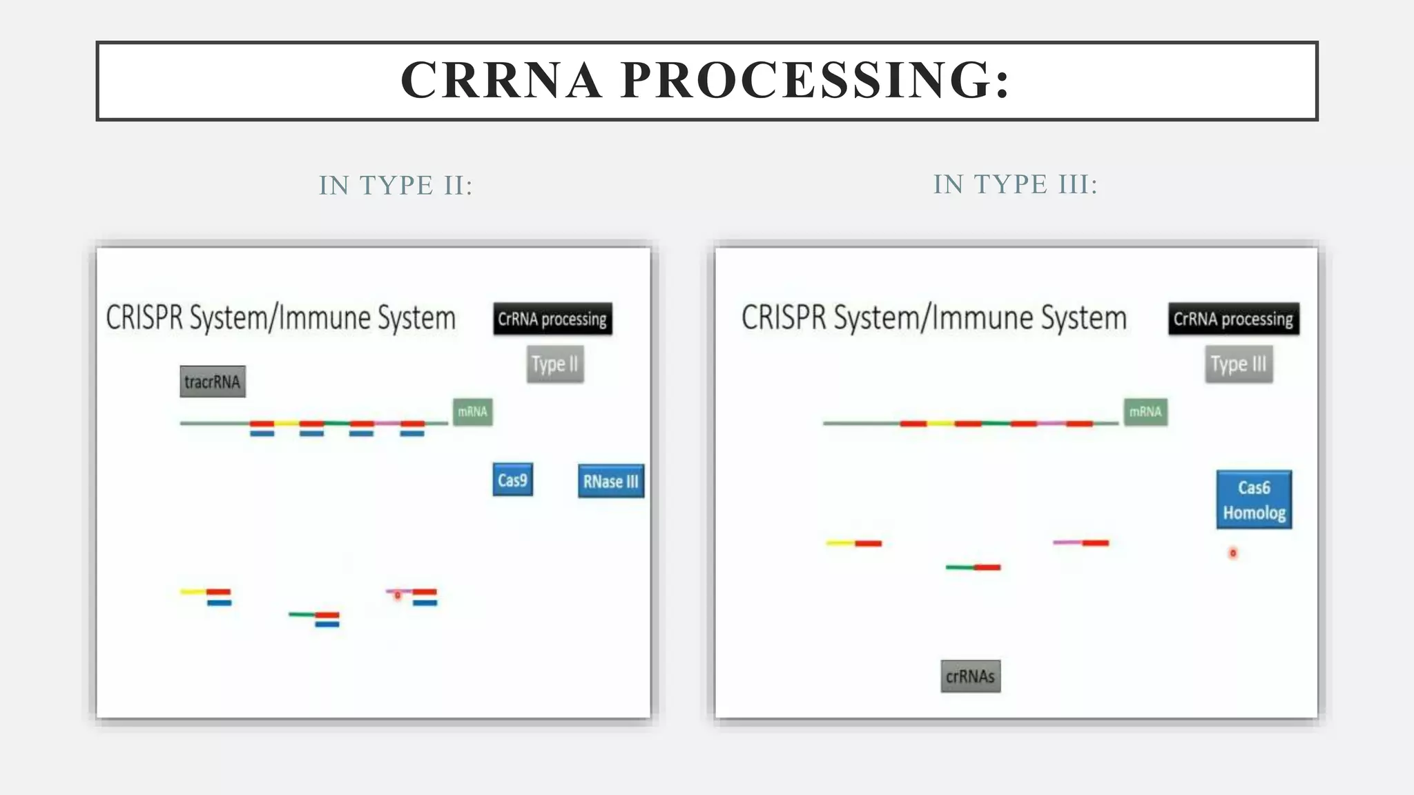 CRISPR Cas 9 TECHNOLOGY | PPTX