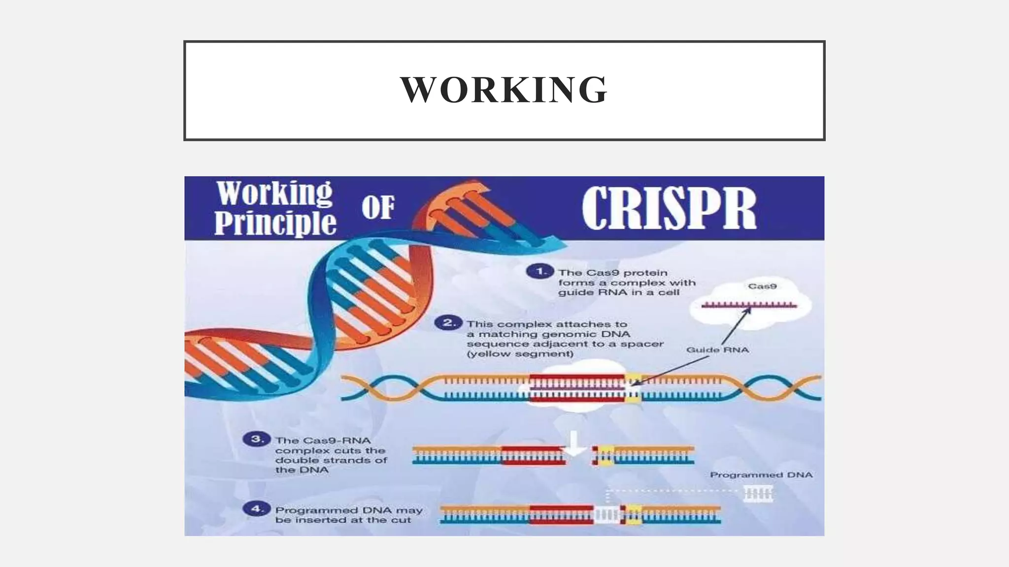 CRISPR Cas 9 TECHNOLOGY | PPTX
