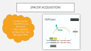 CRISPR Cas 9 TECHNOLOGY | PPTX
