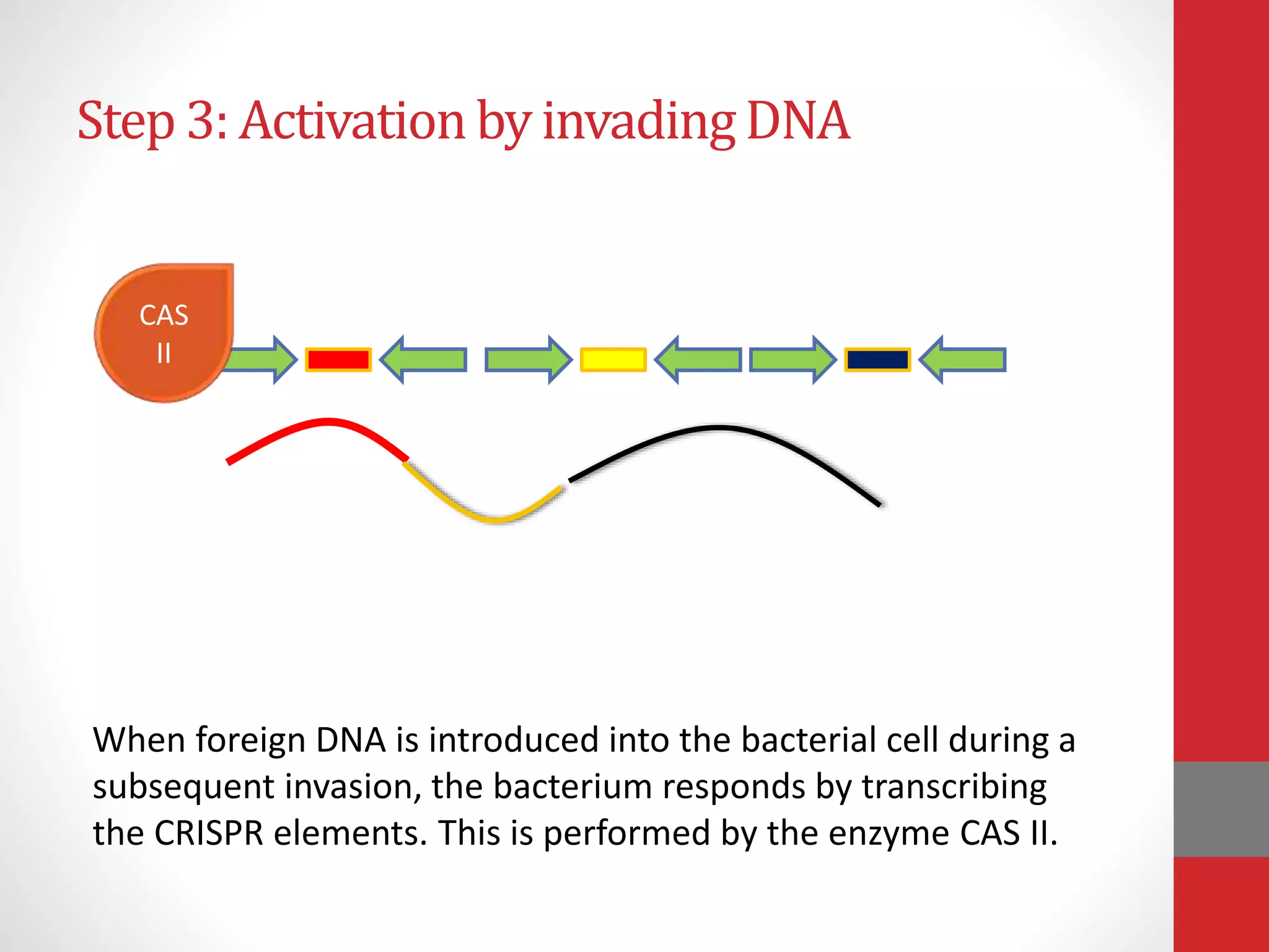 PRINCIPLE OF CRISPR GENOME EDITING | PPTX