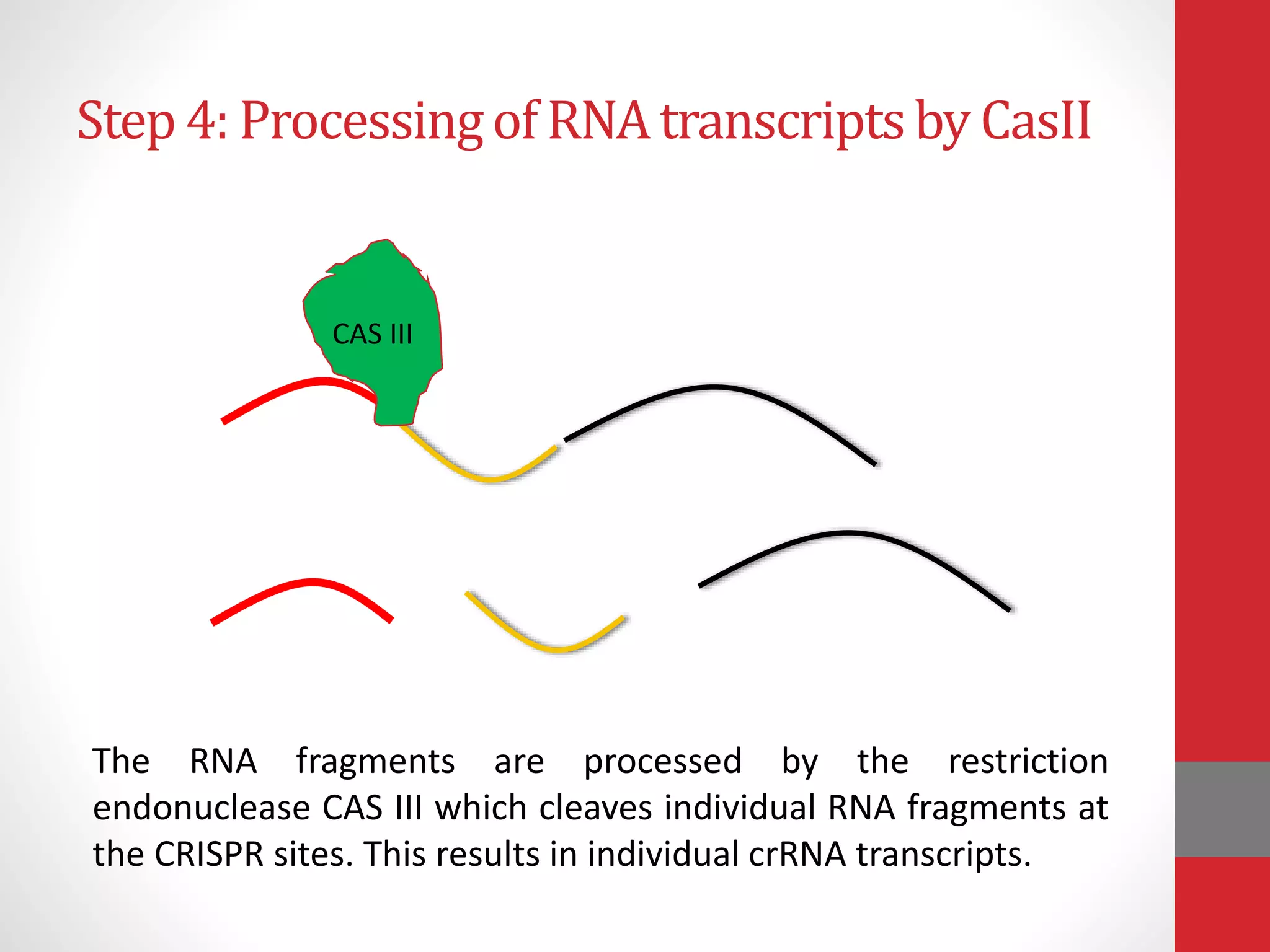 PRINCIPLE OF CRISPR GENOME EDITING | PPTX