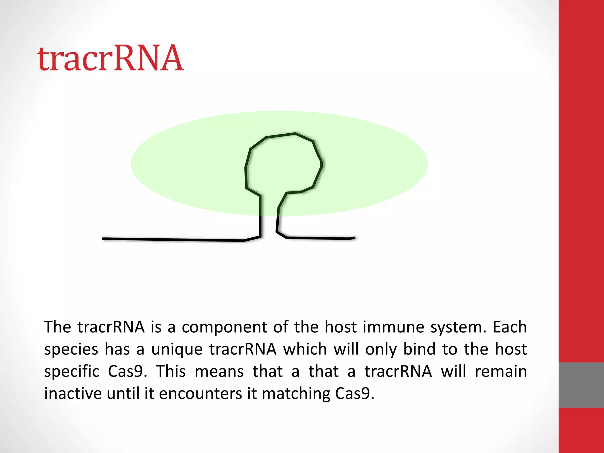 PRINCIPLE OF CRISPR GENOME EDITING | PPTX
