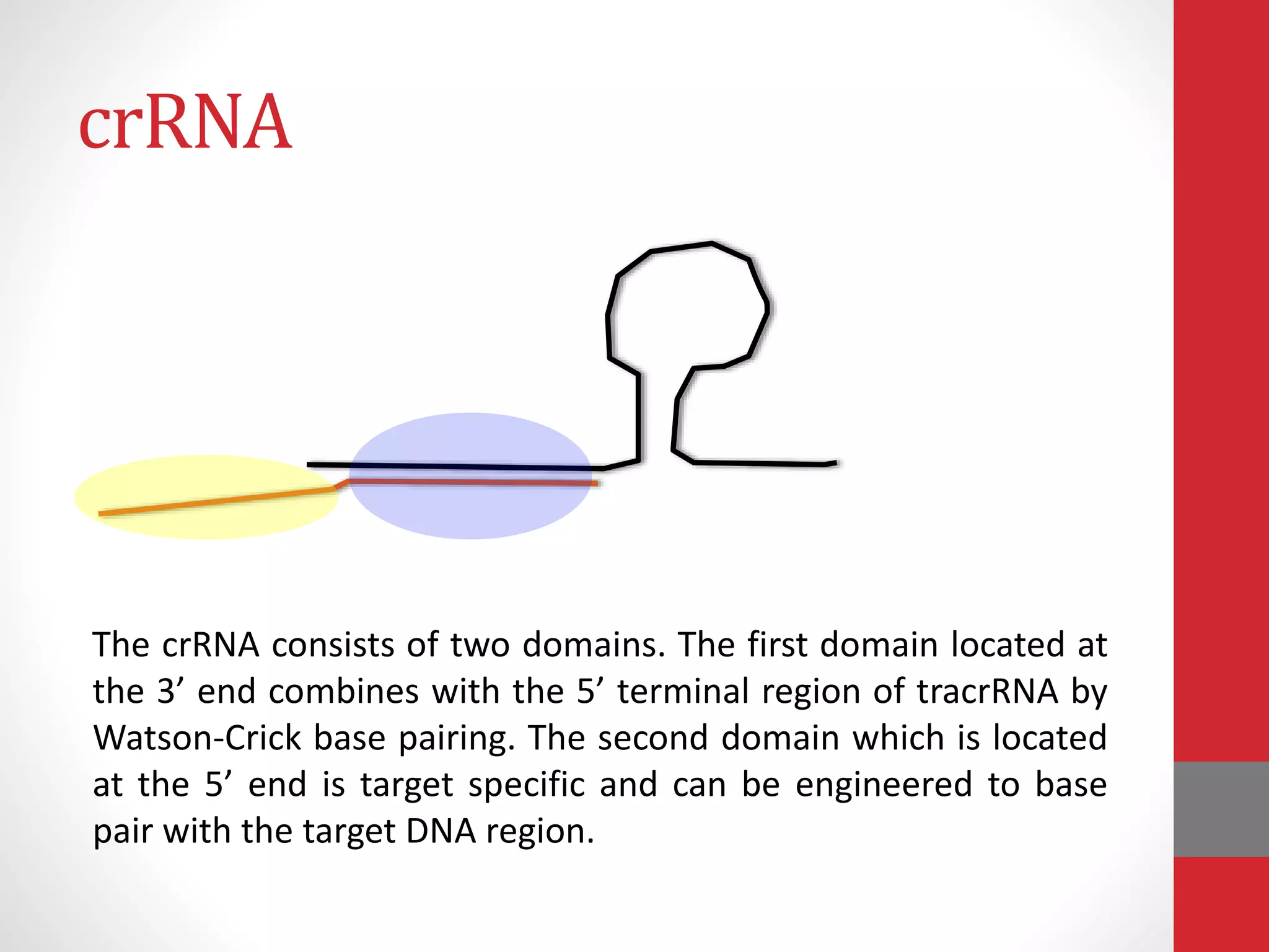 PRINCIPLE OF CRISPR GENOME EDITING | PPTX