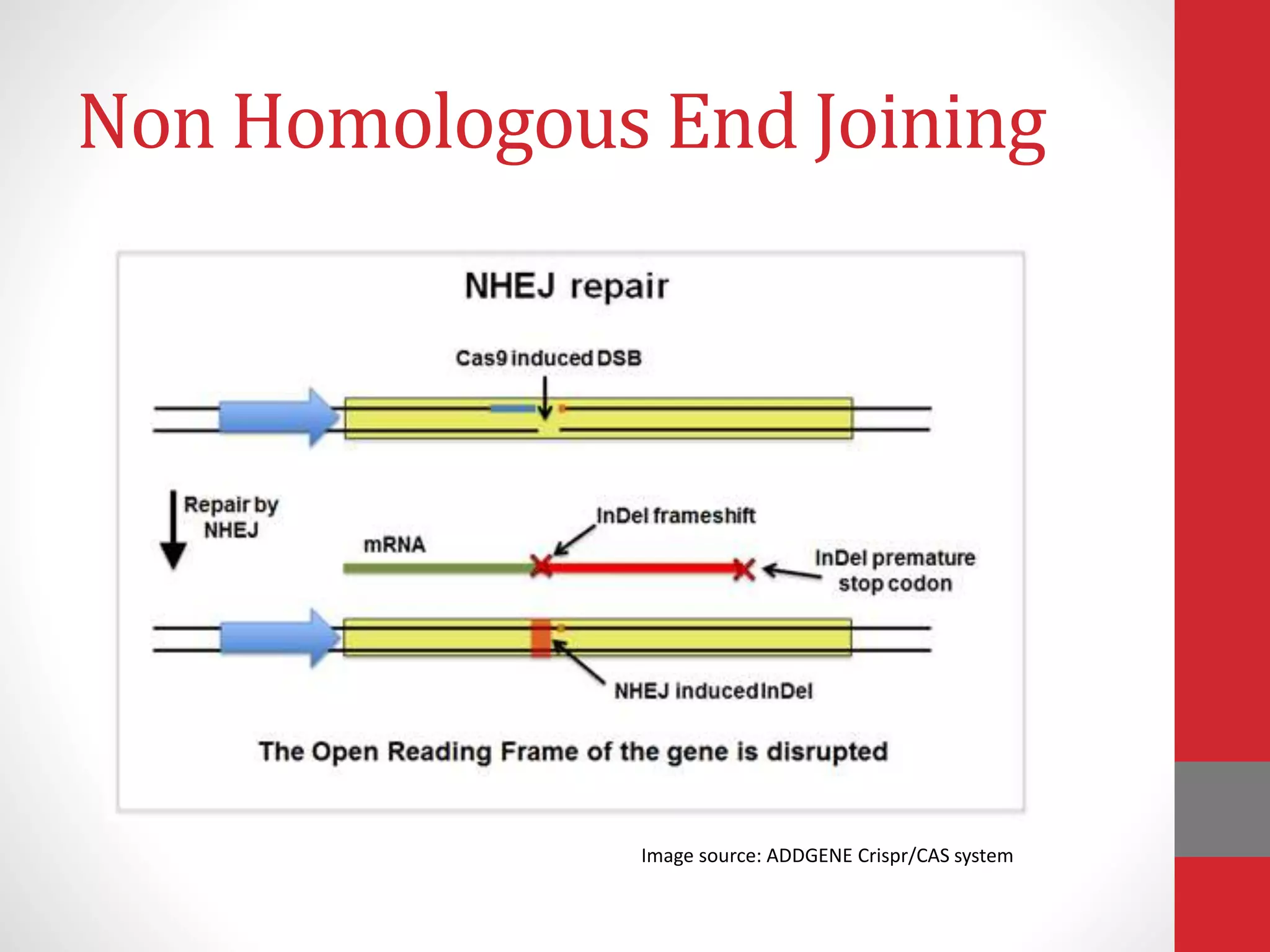 PRINCIPLE OF CRISPR GENOME EDITING | PPTX