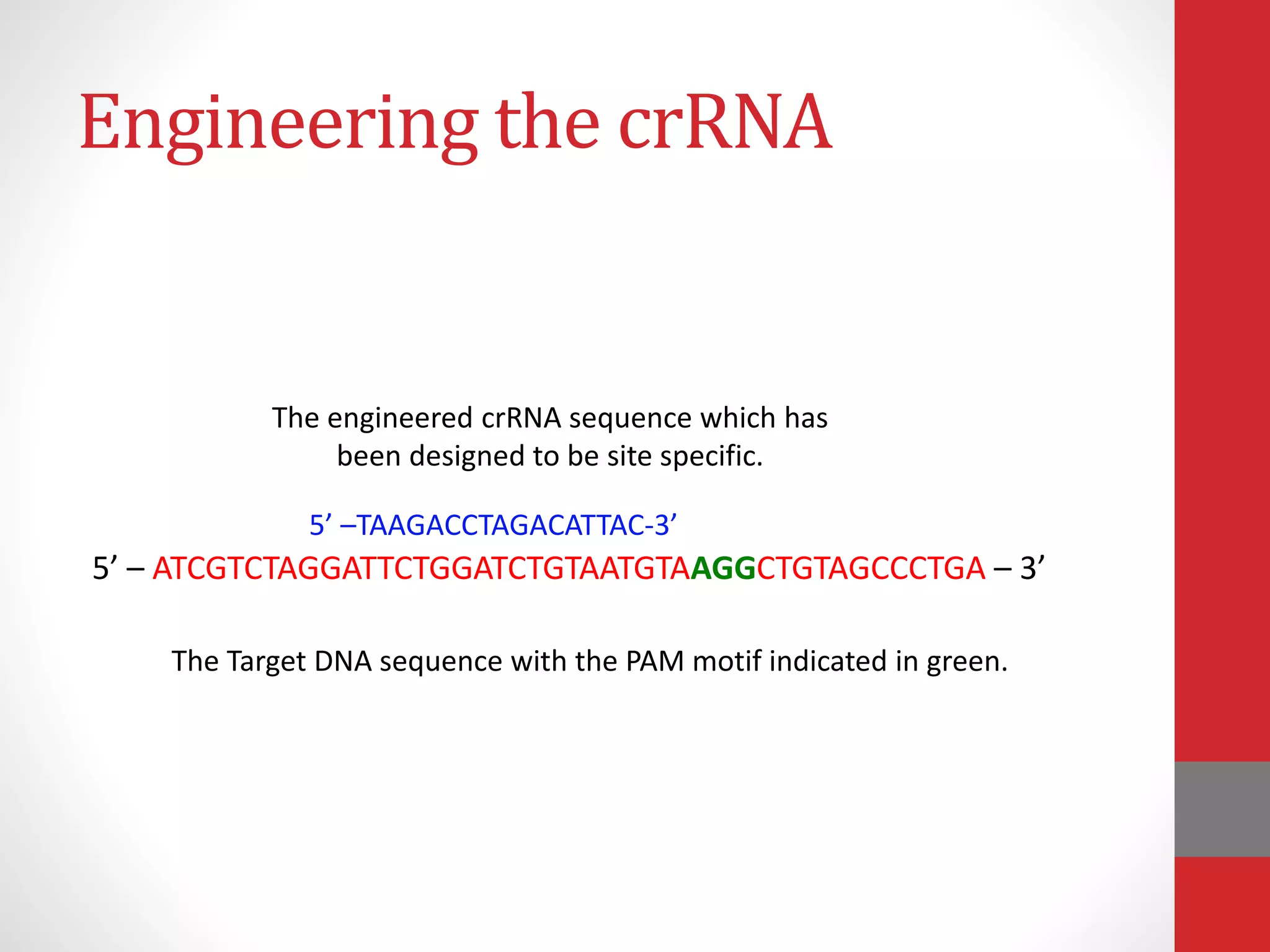 PRINCIPLE OF CRISPR GENOME EDITING | PPTX
