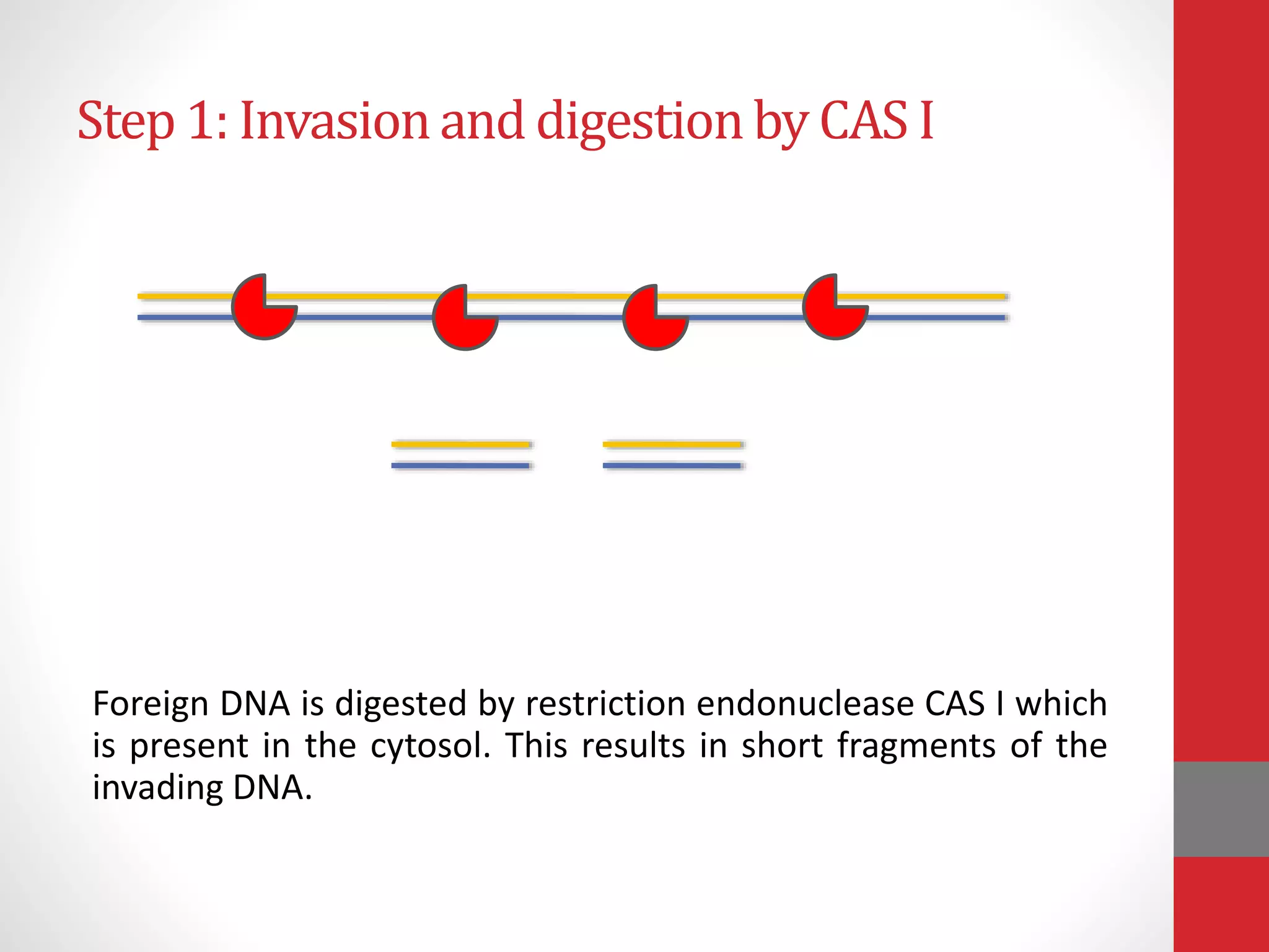 PRINCIPLE OF CRISPR GENOME EDITING | PPTX