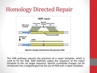 PRINCIPLE OF CRISPR GENOME EDITING | PPTX