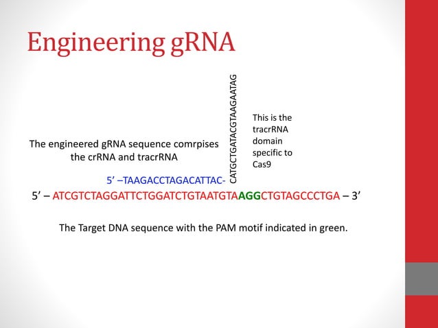PRINCIPLE OF CRISPR GENOME EDITING | PPTX | Programming Languages | Computing
