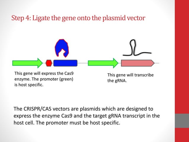 PRINCIPLE OF CRISPR GENOME EDITING | PPTX | Programming Languages ...