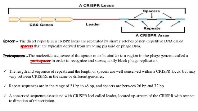 Crispr cas ppt by ashish