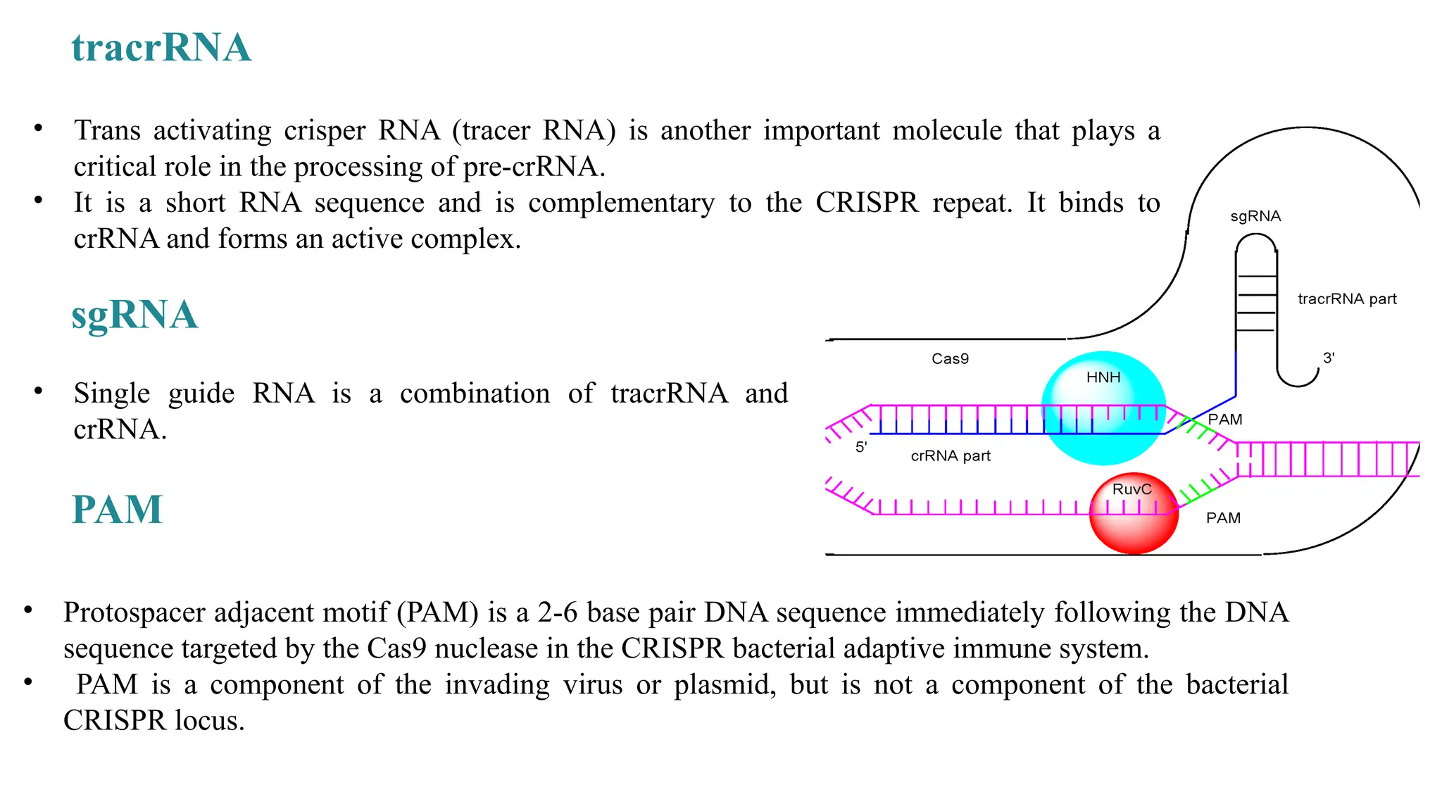 CRISPR, Crispr cas , CRISPR case 9 system.pptx