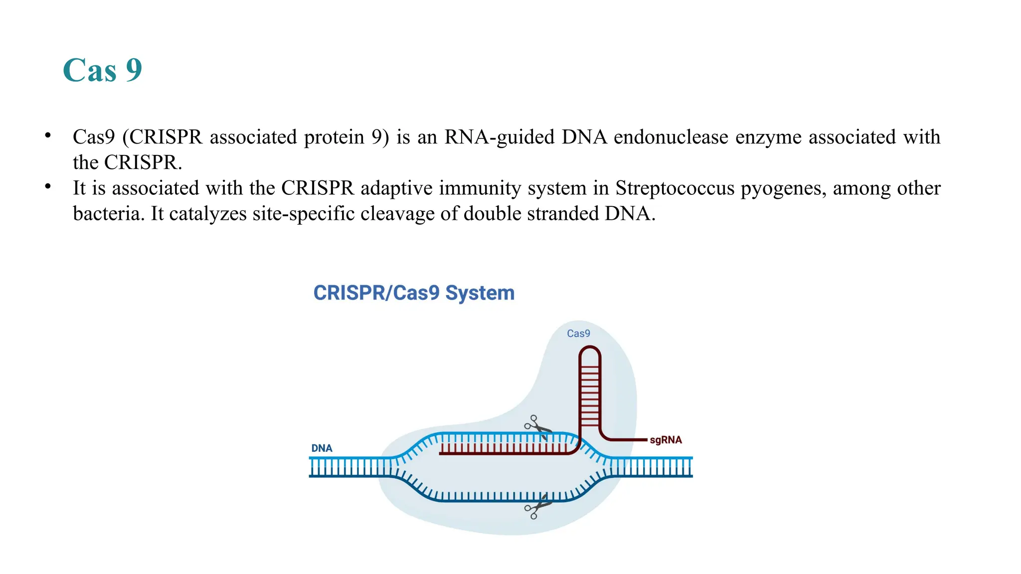 CRISPR, Crispr cas , CRISPR case 9 system.pptx