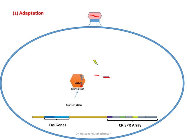 CRISPR Cas System concept | PPTX | Programming Languages | Computing