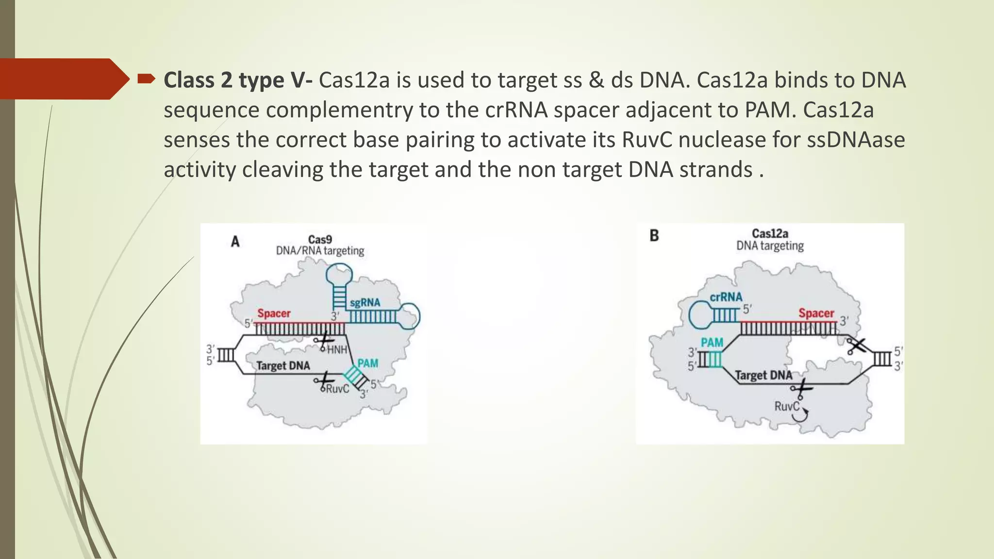 Crispr guides the_future_of_genetic_engineering[1] | PPTX
