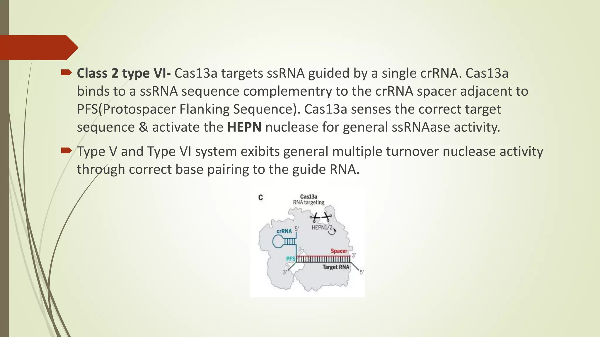 Crispr guides the_future_of_genetic_engineering[1] | PPTX
