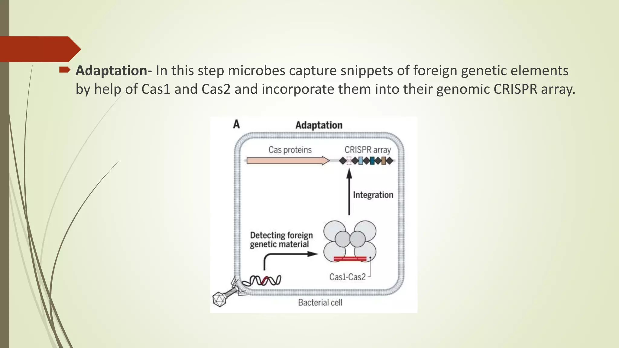 Crispr guides the_future_of_genetic_engineering[1] | PPTX