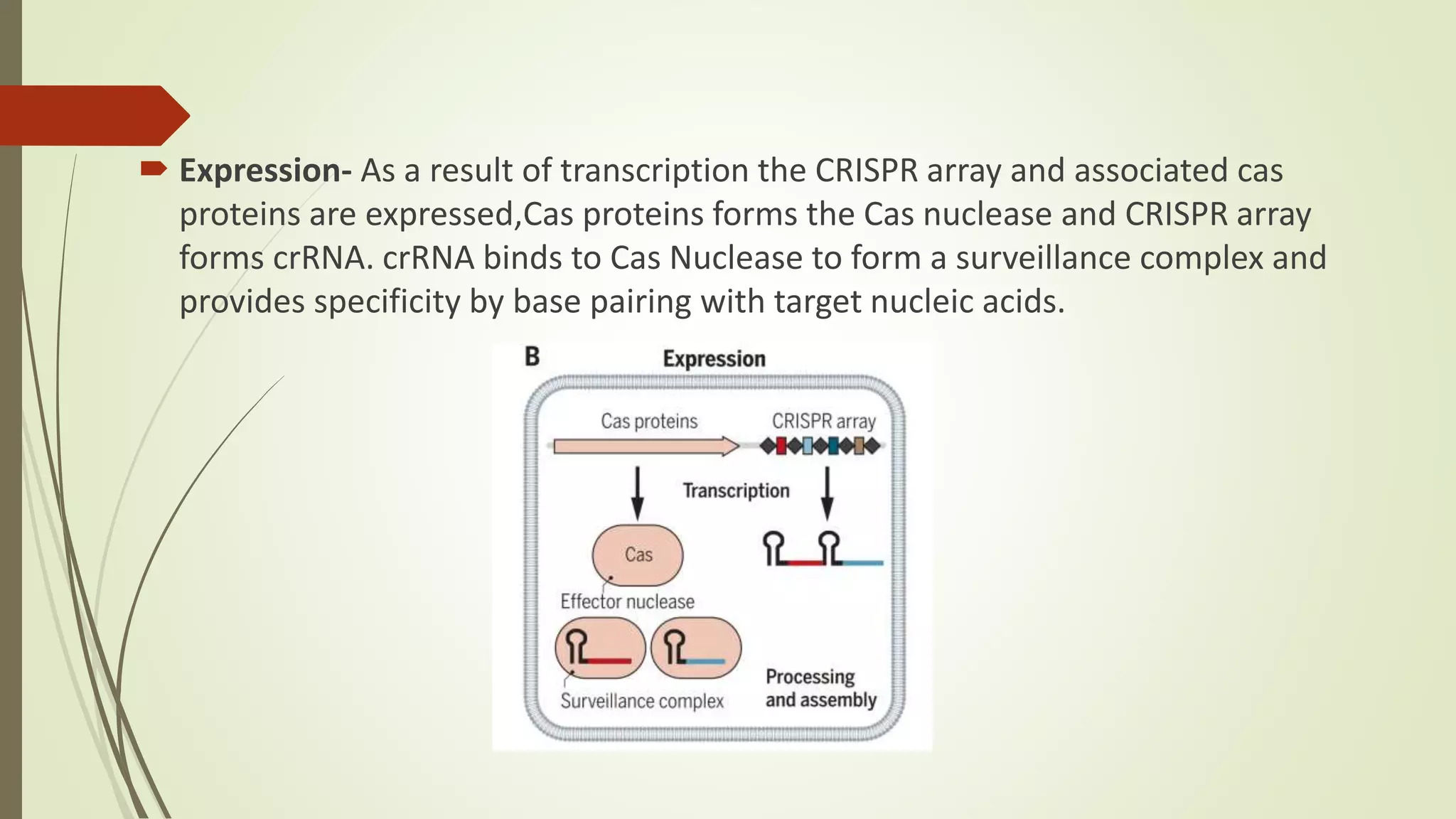 Crispr guides the_future_of_genetic_engineering[1] | PPTX
